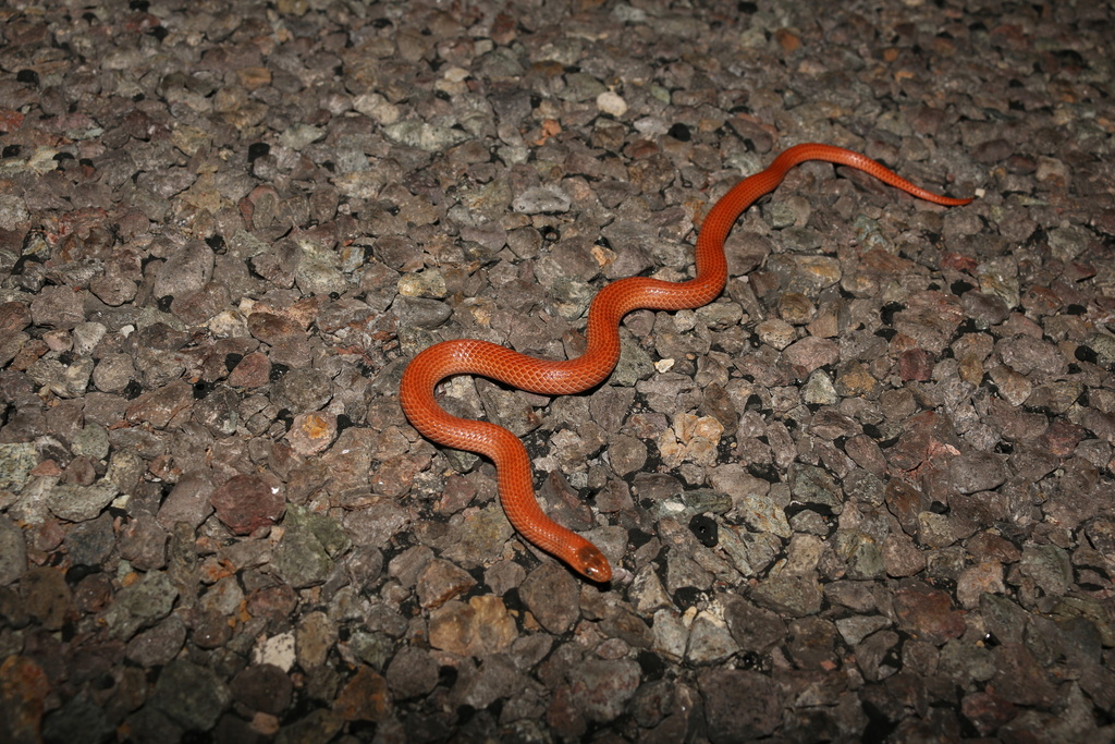 Ground Snake from Big Bend Ranch State Park, Marfa, TX, US on July 9 ...