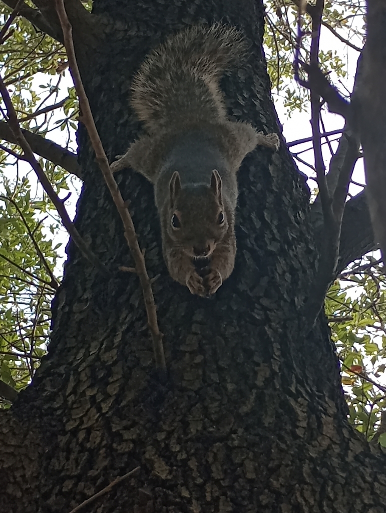 Allen's Squirrel from MPG6+8J, Centro, 64590 Monterrey, N.L., México on ...