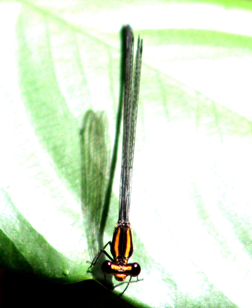Western Red-banded Threadtail from Obudu Plateau, Cross River, Nigeria ...