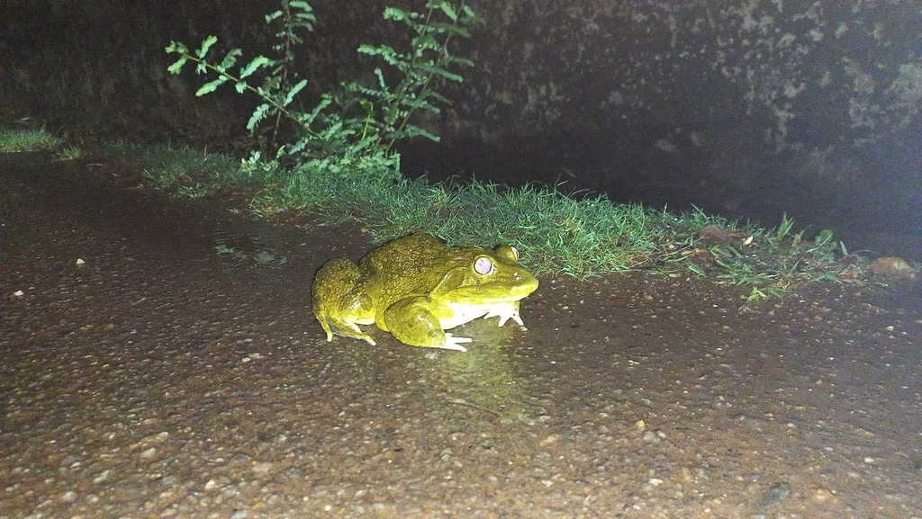 Indus Valley Bullfrog from Kodibag, Karwar, Karnataka, India on June 9 ...
