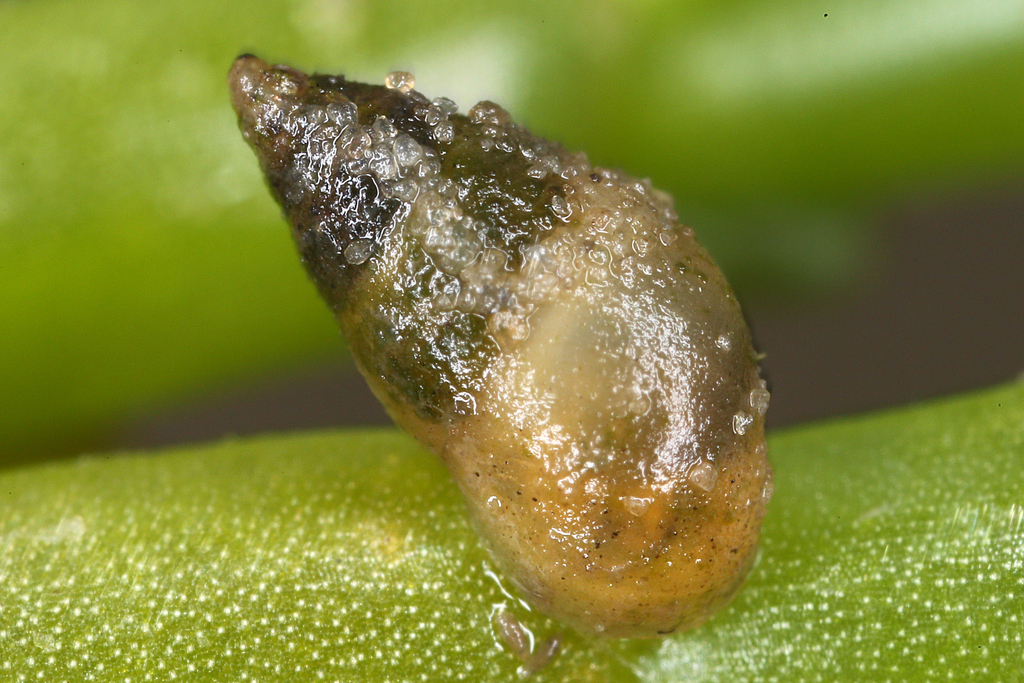 Laver Spire-shell from Germany, Borkum on August 2, 2012 at 05:16 PM by ...