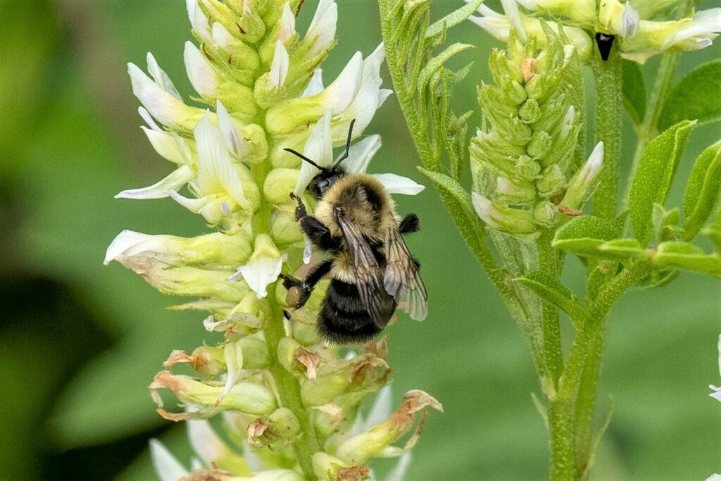 Common Eastern Bumble Bee from Lancaster County, NE, USA - Pawnee Lake ...