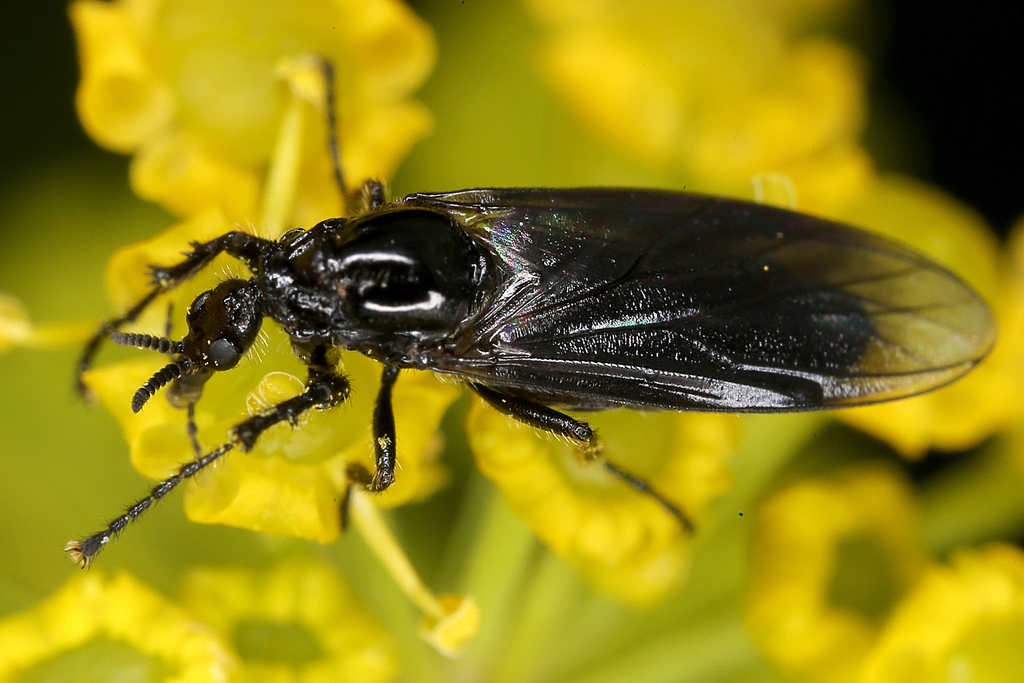 Fever Fly from Reede, Deutschland on August 2, 2012 at 06:04 PM by ...