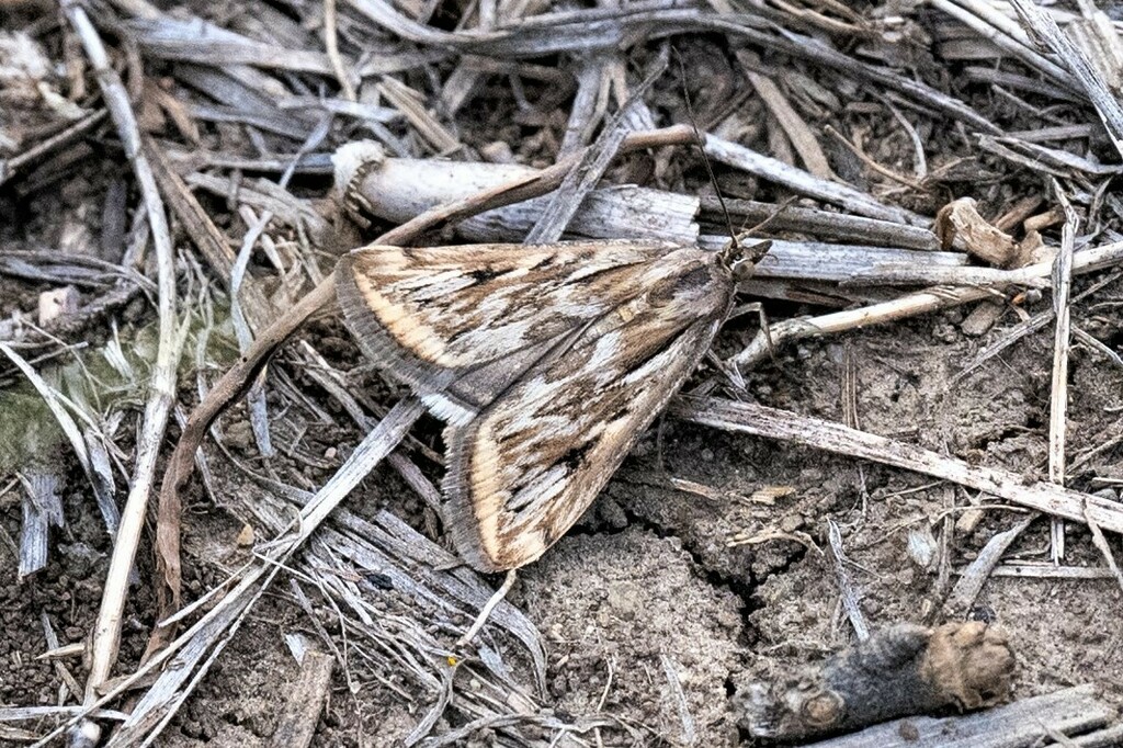 Alfalfa Webworm Moth from Lancaster County, NE, USA - Pawnee Lake SRA ...
