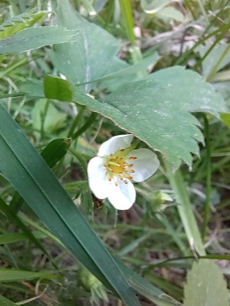 garden strawberry from Малиновка-3, Минск, Беларусь on June 9, 2023 at 08:38 PM by Roman Shashko ...
