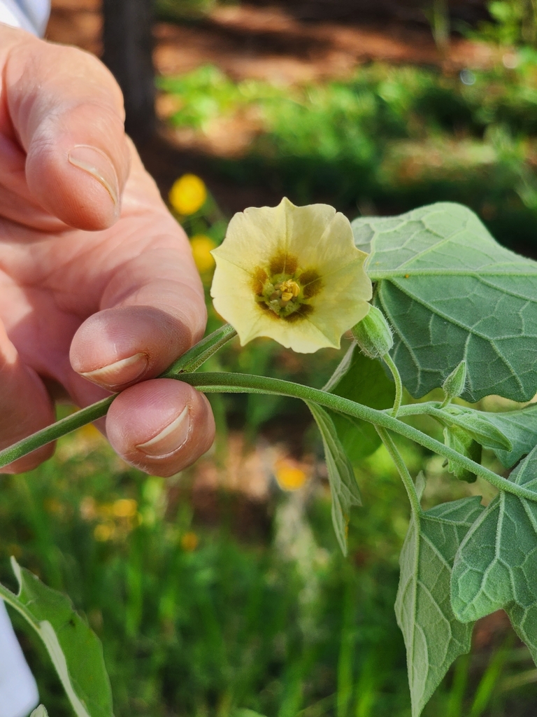 field groundcherry from Smithville, TX 78957, USA on June 8, 2023 at 09 ...