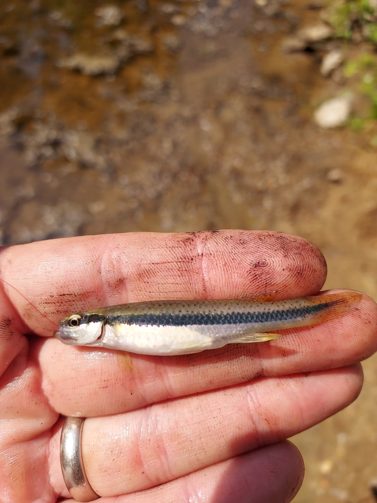 Blackspotted Topminnow from Grassy, IL, USA on June 9, 2023 at 10:24 AM ...