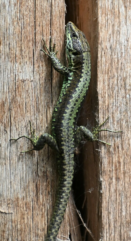 Adolfus in May 2023 by David Griswold · iNaturalist