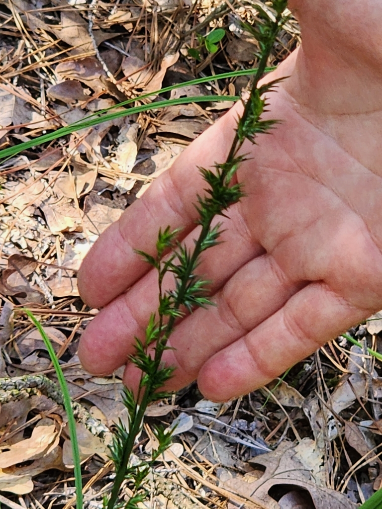 Longleaf Woodoats from Smithville, TX 78957, USA on June 8, 2023 at 09: ...