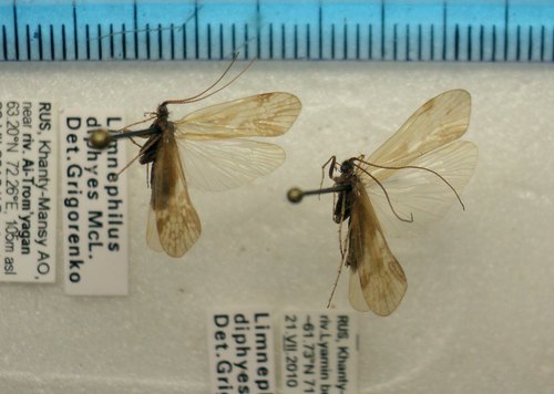 Limnephilus diphyes · iNaturalist