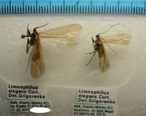 Limnephilus elegans · iNaturalist