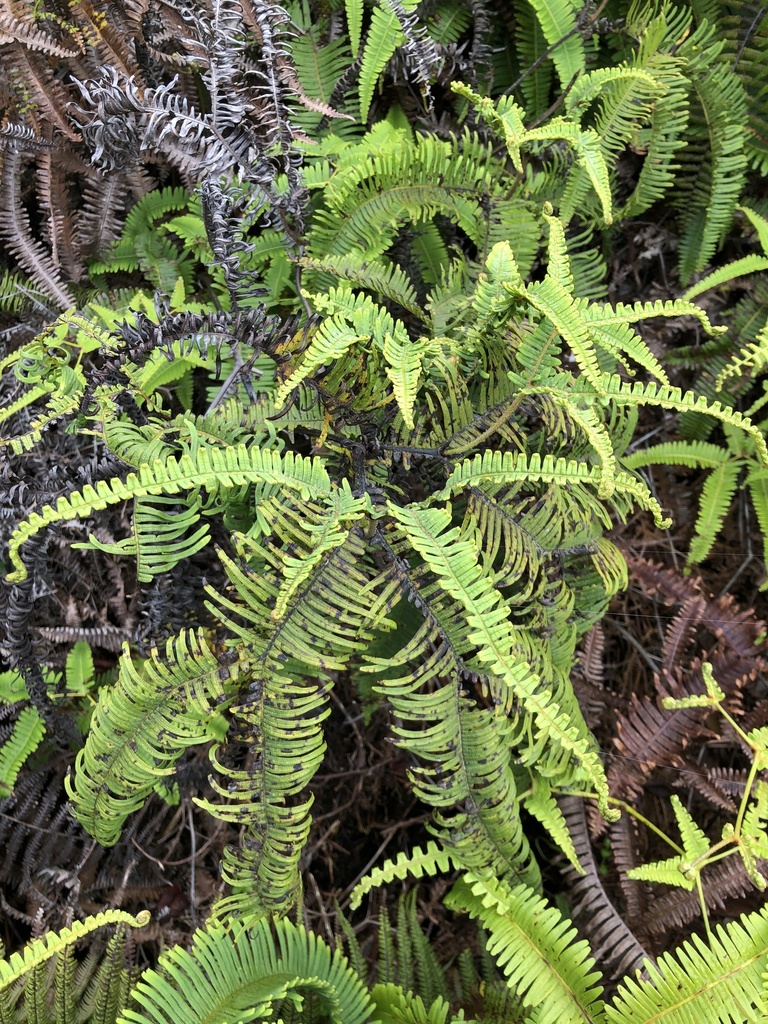 uluhe in June 2023 by Adrian Burke · iNaturalist