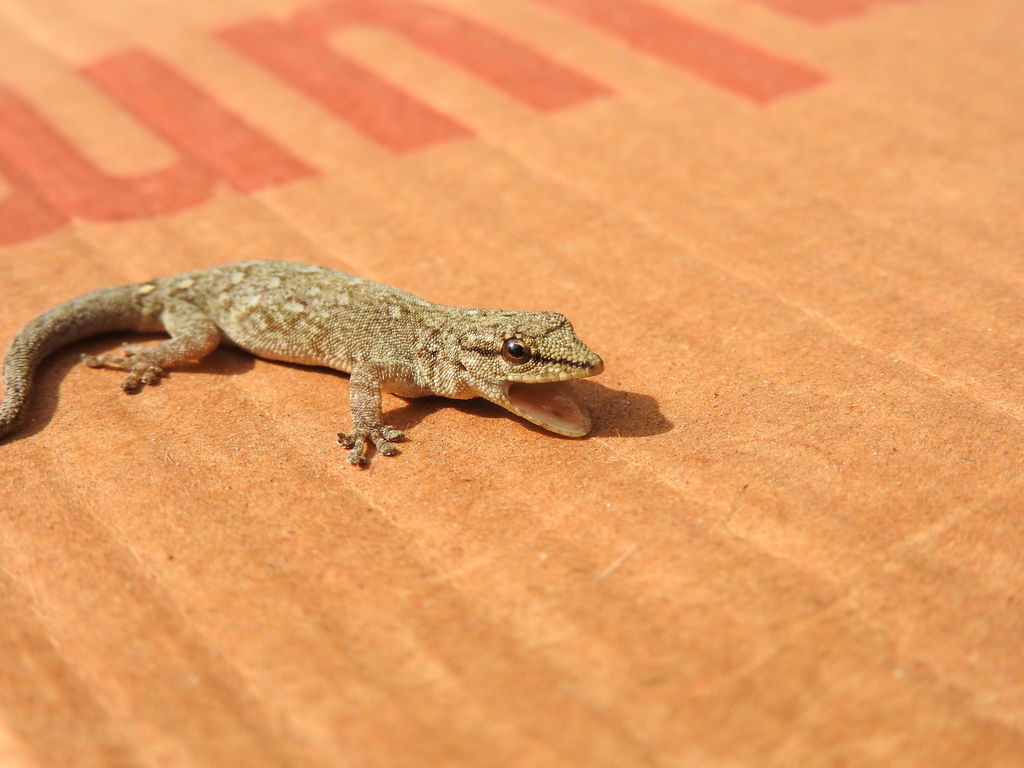 Side-spotted Dwarf Gecko from Moshi, Tanzania on December 4, 2018 at 02 ...