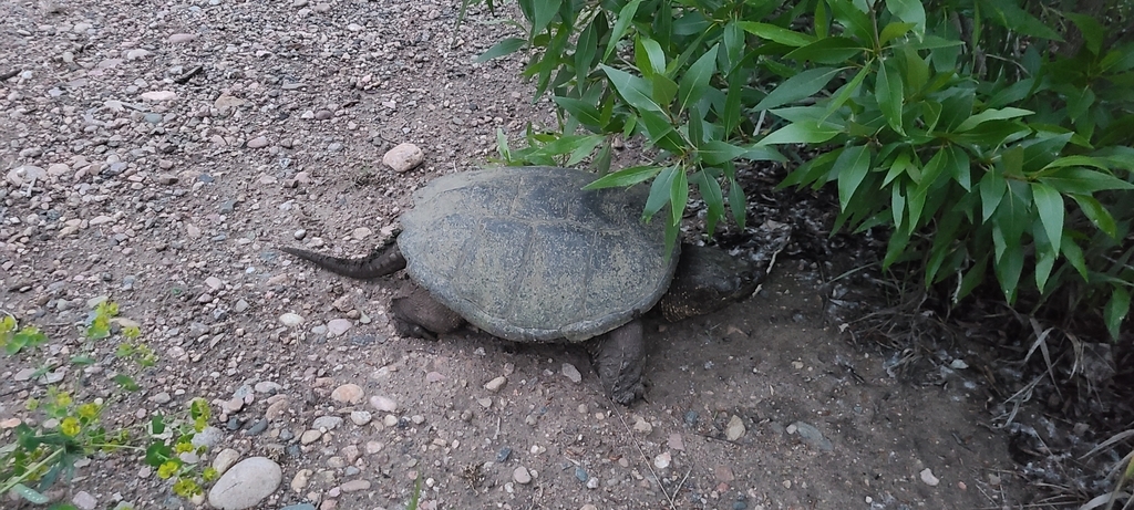 Common Snapping Turtle from Fort Collins, CO, USA on June 9, 2023 at 08 ...