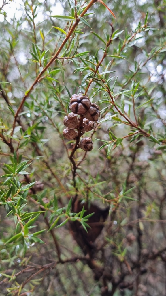 prickly tea-tree from Heathfield SA 5153, Australia on June 10, 2023 at ...