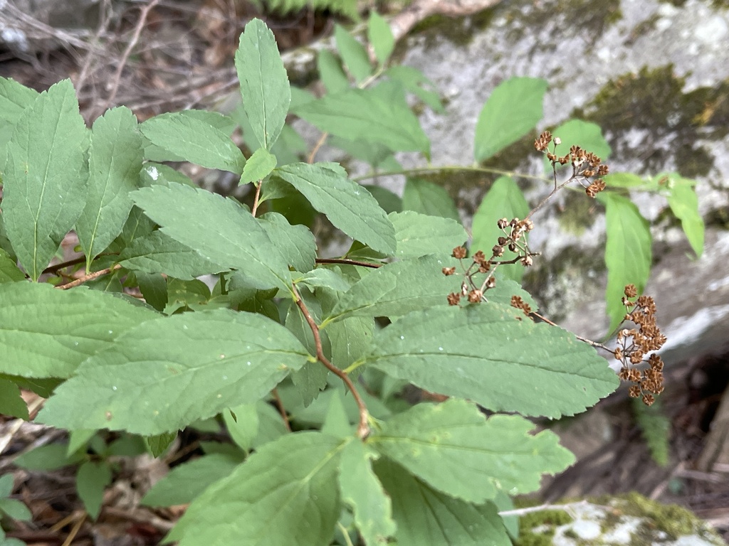 Virginia Meadowsweet in June 2023 by John Burkhart · iNaturalist