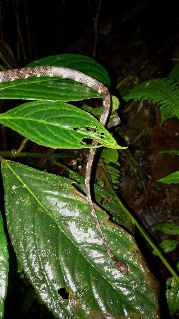 Slender Snail Sucker from Dominical, Provincia de Puntarenas, Savegre ...