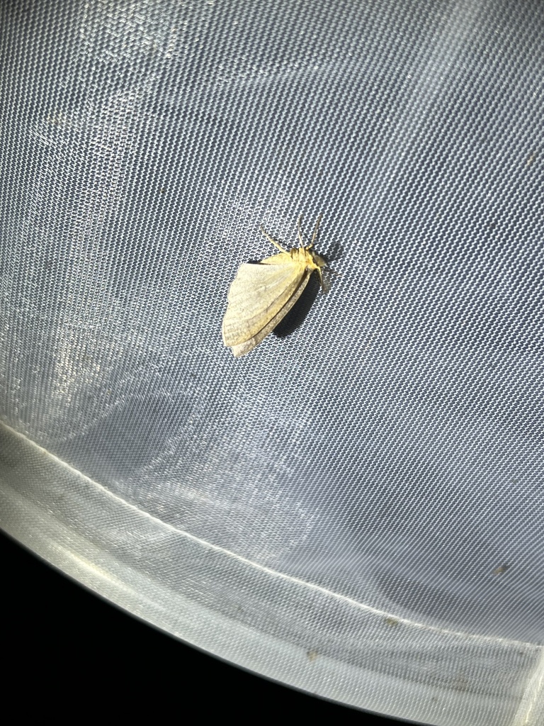 Curved-lined Looper Moth in June 2023 by Kyle Klotz · iNaturalist