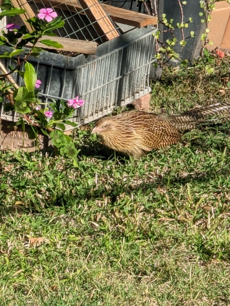 Pheasant Coucal from The Gap QLD 4061, Australia on June 10, 2023 at 03 ...