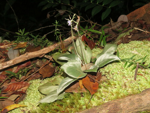 Loxocarpus argenteus · iNaturalist