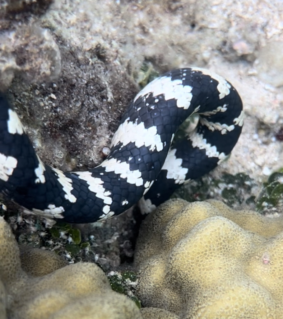 Ijima's Sea Snake from Minato 2-Chōme, Okinawa, JP on June 10, 2023 at ...
