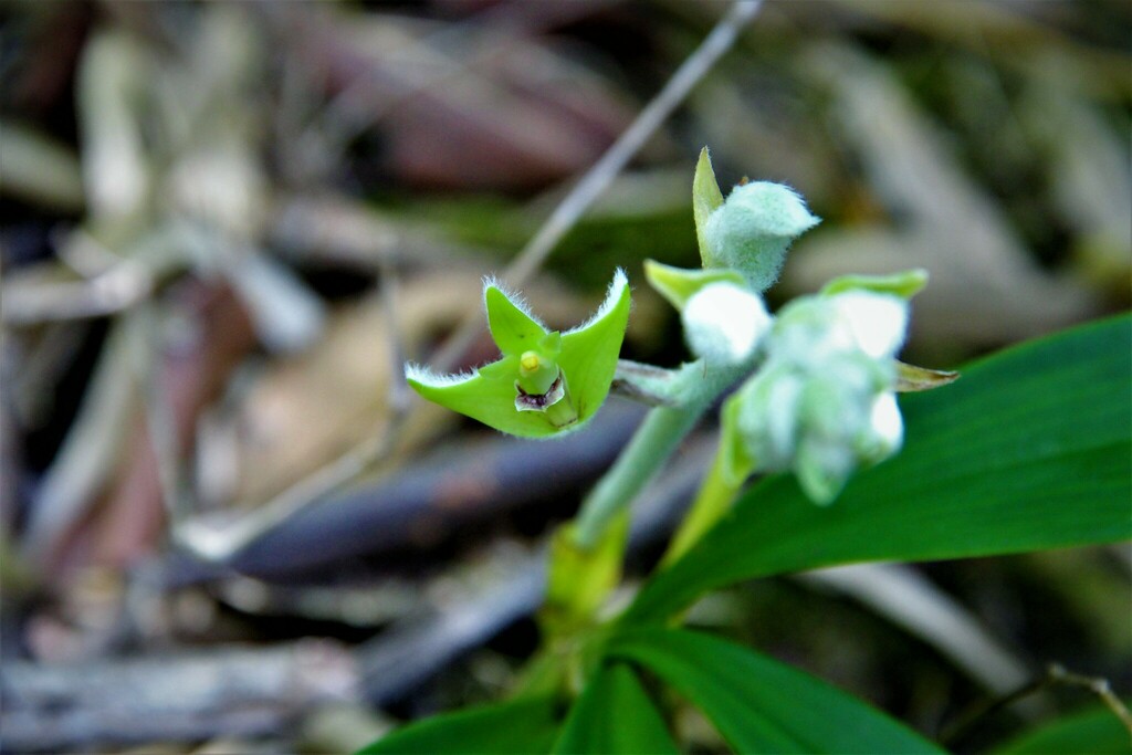 Eria on December 16, 2017 at 06:06 AM by Song Det · iNaturalist