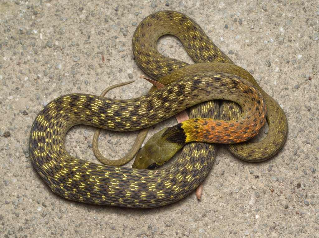 Heller's Red-necked Keelback in June 2023 by Caius Cheung · iNaturalist