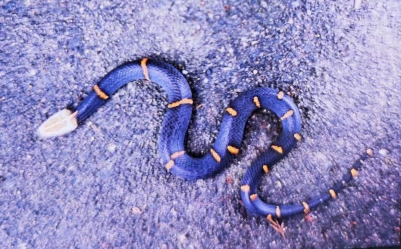White-headed Burmese Viper from 中国浙江省杭州市临安区 on June 10, 2023 at 09:50 ...