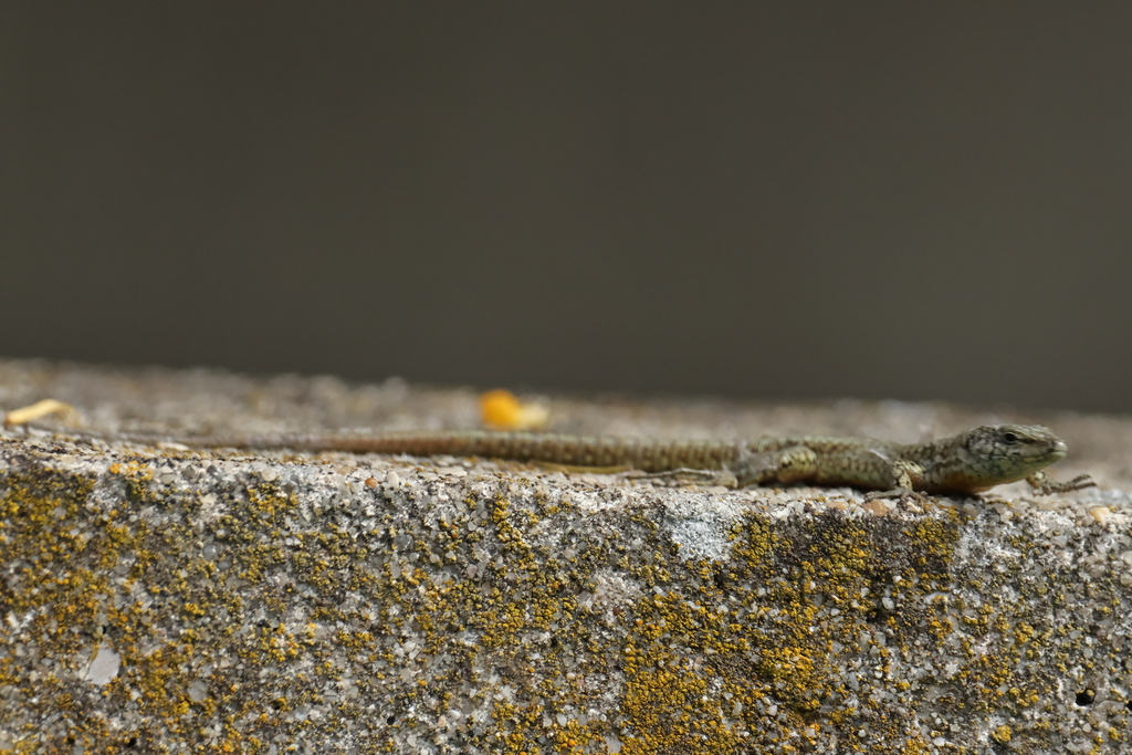 Green Iberian Wall Lizard from Campo Grande, Lisbon, Portugal on June ...