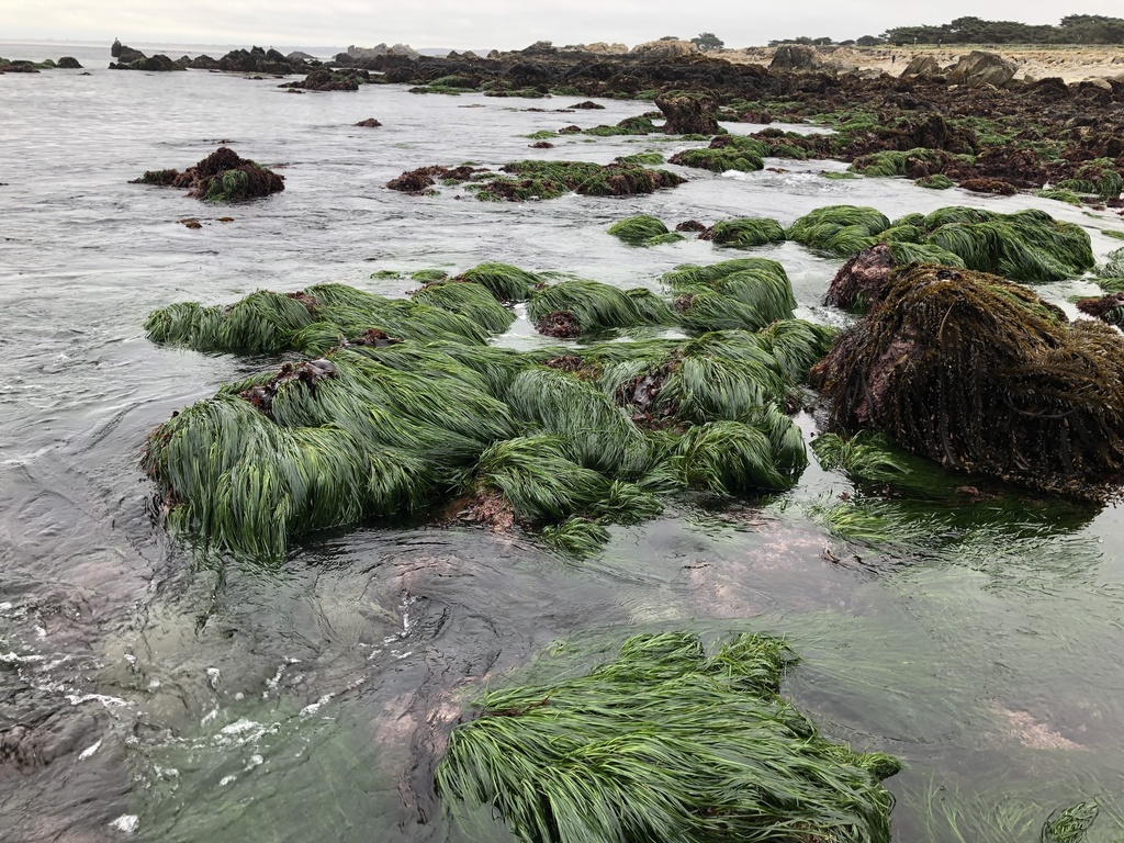 Scouler's Surfgrass from North Pacific Ocean, Pacific Grove, CA, US on ...