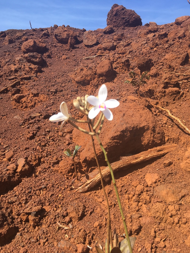 Eriaxis rigida from Nouvelle-Calédonie, , Nouvelle-Calédonie, NC on ...