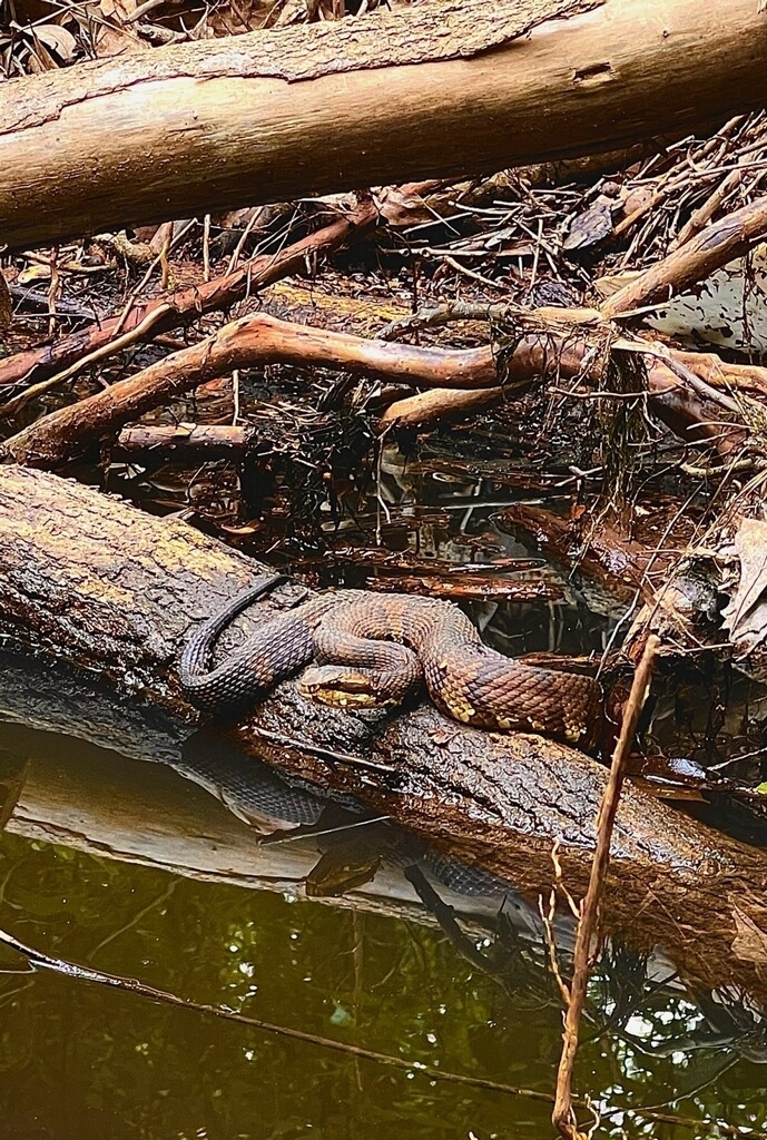 Florida × Northern Cottonmouth from Bruce, FL 32455, USA on May 26 ...