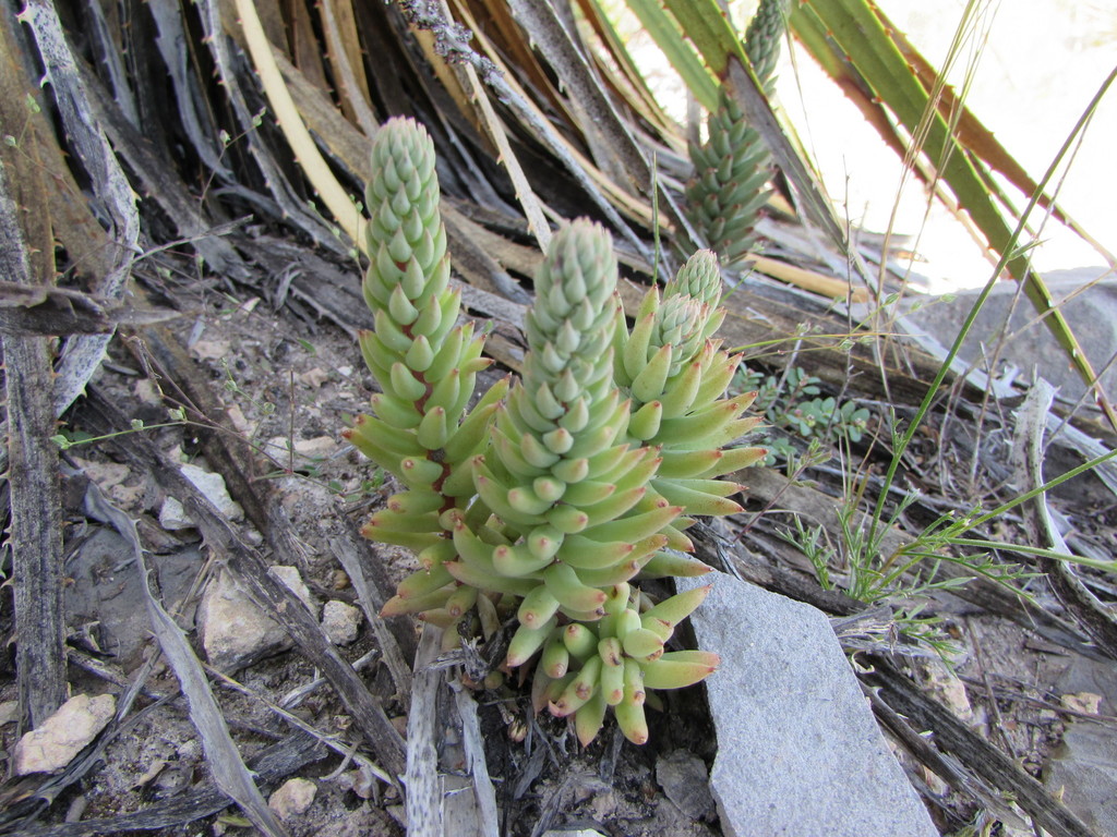 Villadia cucullata from San Tiburcio Zacatecas on January 13, 2016 by ...