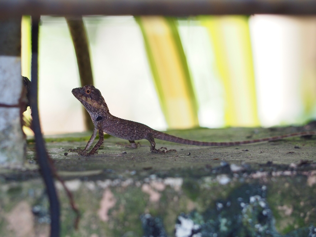 Vietnamese Blue Crested Lizard from 758/31 Hẻm 758 Đường Xô Viết Nghệ ...