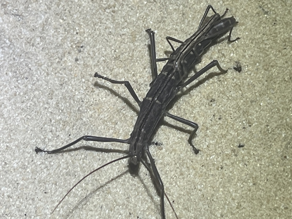 Southern Two-striped Walkingstick from Milton, FL, US on June 9, 2023 ...