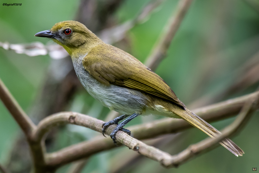 Yellow-necked Greenbul from Amboim, Angola on November 24, 2018 at 05: ...
