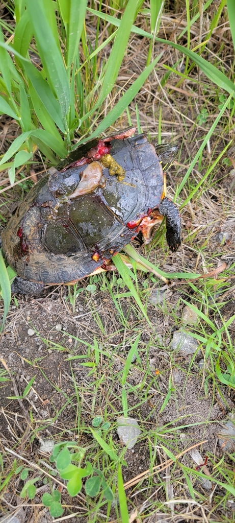 Midland Painted Turtle from Brockville, ON K6V 5T2, Canada on June 10 ...