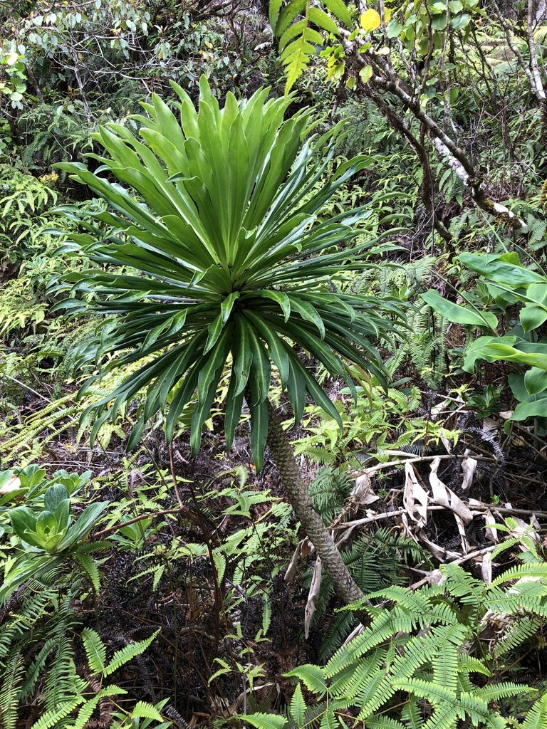 Alakai Swamp Lobelia in June 2023 by Adrian Burke · iNaturalist