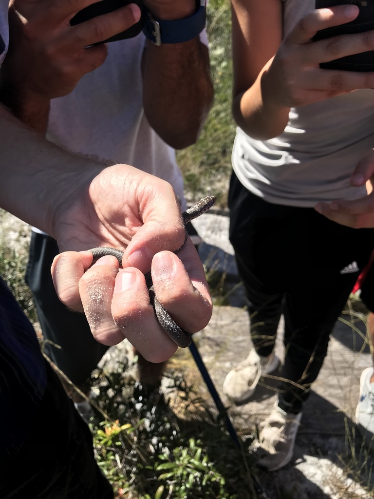 Colubrine Snakes from 151 Genesis Point Dr, Lake Wales, FL, US on ...