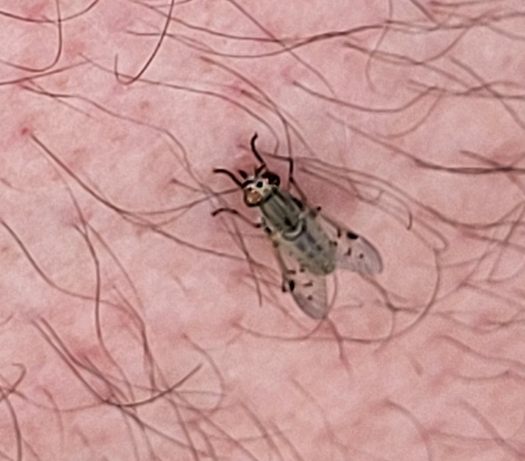 Horse and Deer Flies in June 2023 by Louis. This fly was biting me ...