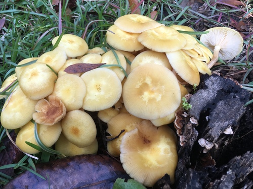 Observations by antzilla · iNaturalist