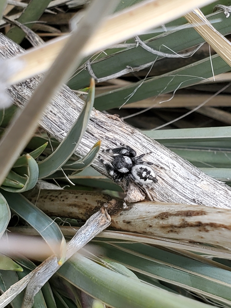 Bold Jumping Spider from Colorado Springs, CO 80904, USA on May 27 ...