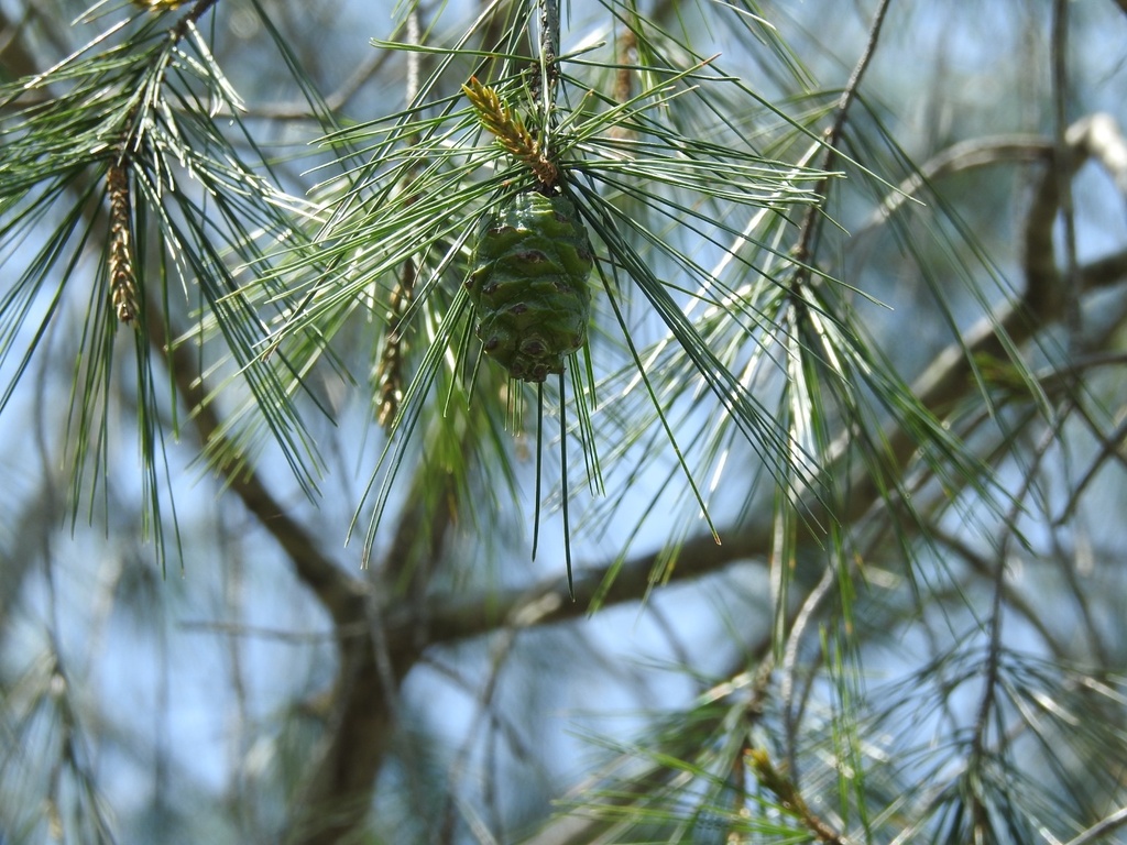 weeping pinyon from Jaumave, Tamaulipas, MX on June 9, 2023 at 10:02 AM ...