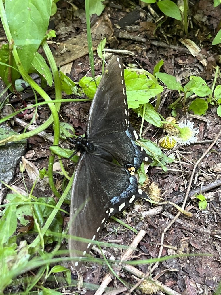 Eastern Tiger Swallowtail from Pisgah National Forest, Barnardsville ...