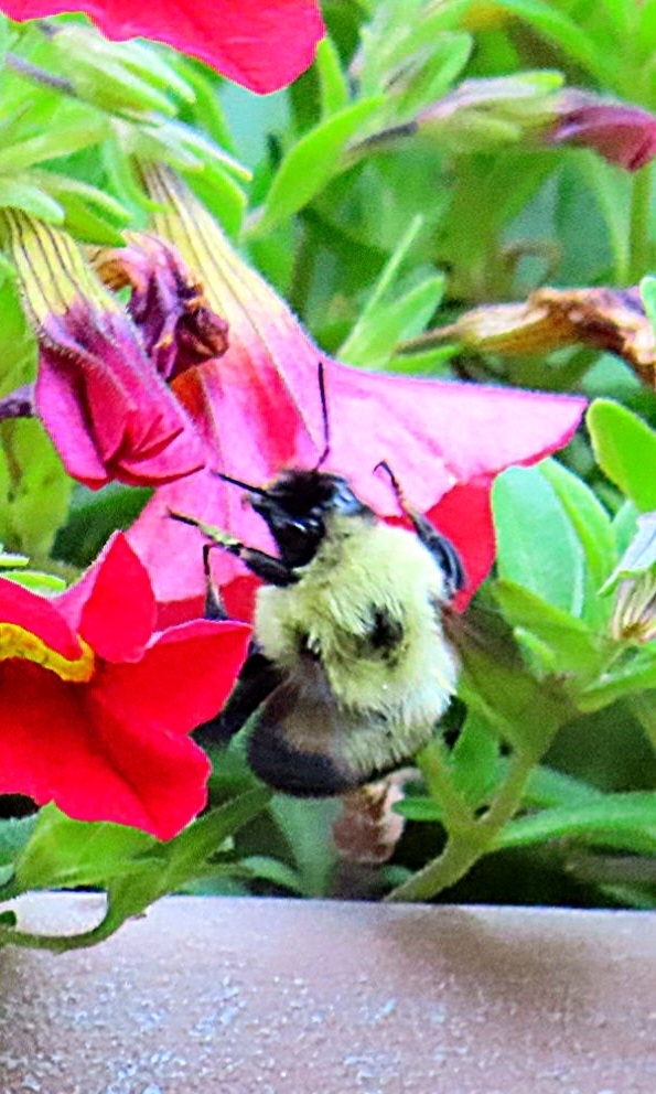 Two-spotted Bumble Bee from Jessamine County on June 9, 2023 at 10:09 ...