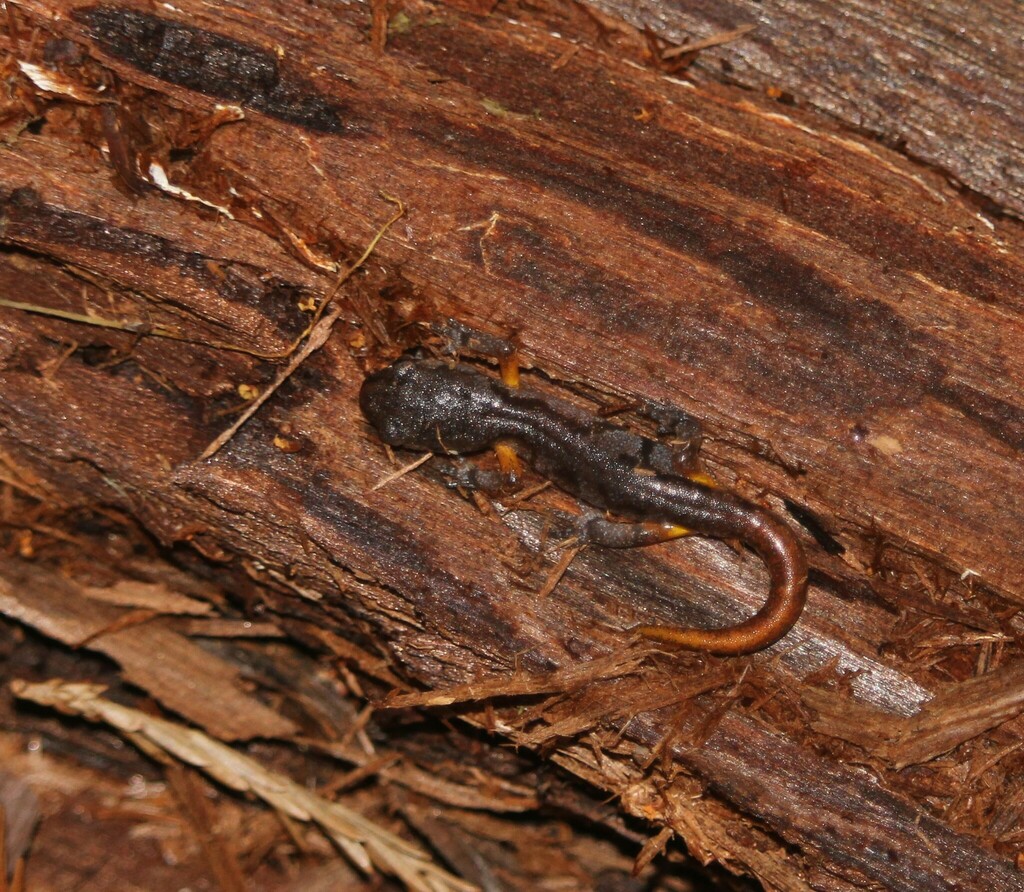Ensatina from Humboldt County, CA, USA on May 18, 2023 at 03:43 PM by ...