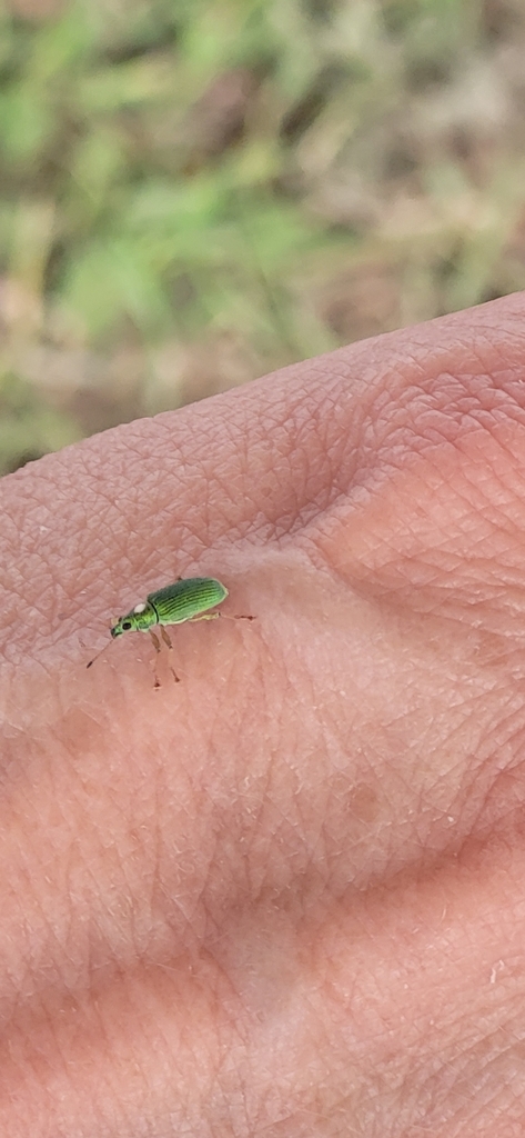 Polydrusus from Loveland, CO 80538, USA on June 10, 2023 at 05:26 PM by ...