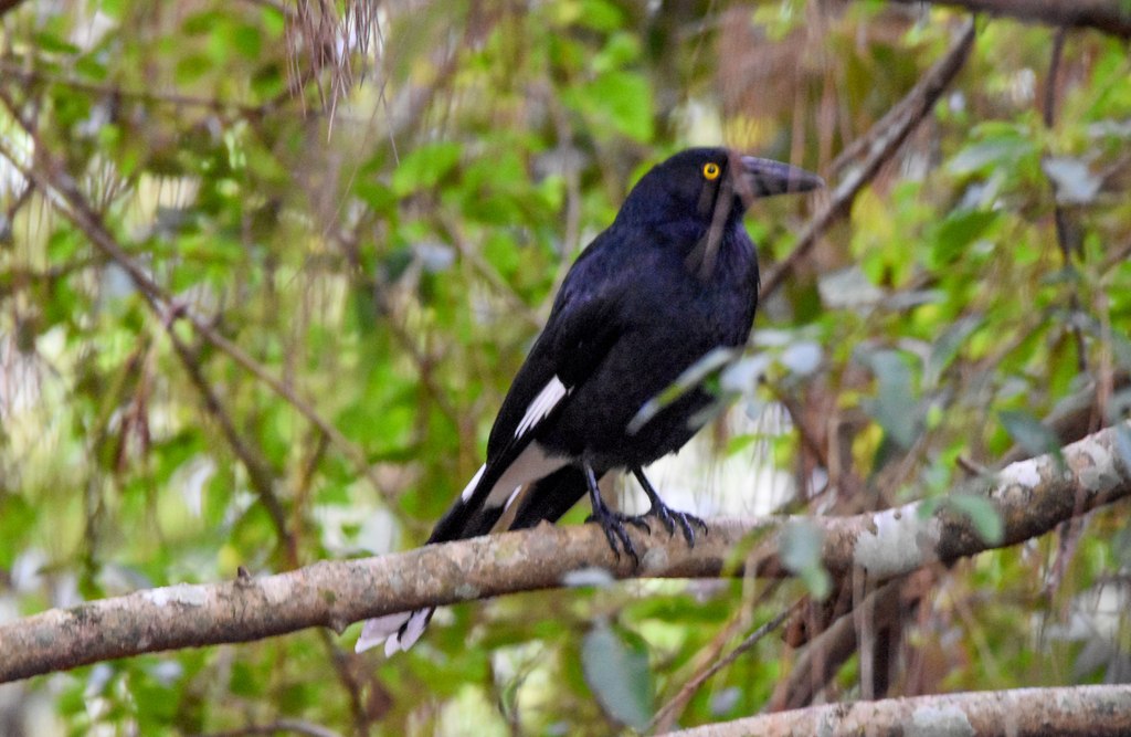 Pied Currawong from Bunya St, Maleny QLD 4552, Australia on June 11 ...