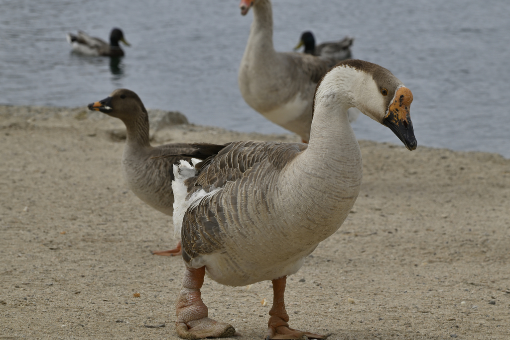 Domestic Swan Goose from Apollo Community Regional Park, Lancaster, CA ...
