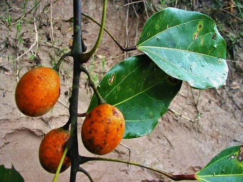 Genus Abuta · iNaturalist